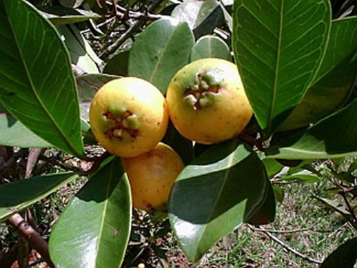 Araçá Amarelo - Viveiro Floresta Nativa